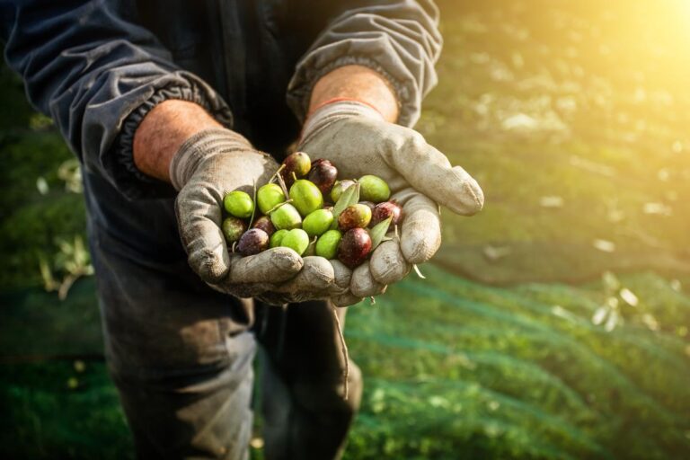 Olive Producer in Turkey – Cem Olives - Buy From Turkey