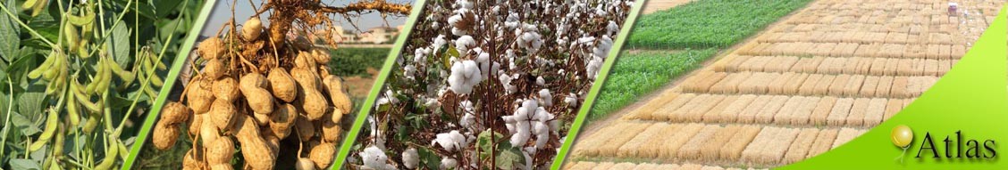 Agricultural Seed Manufacturer in Turkey - Atlas - Buyfromturkey