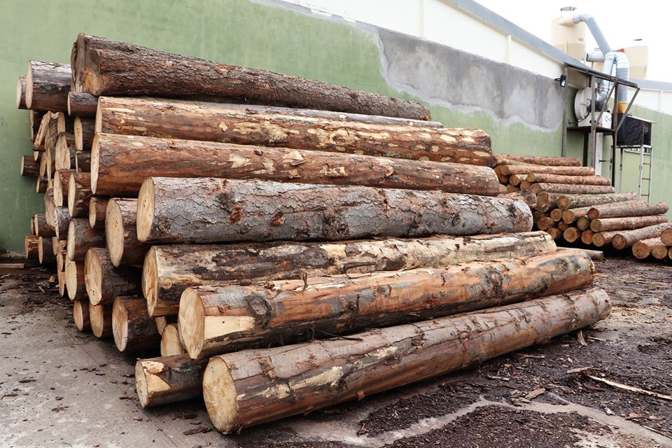 Pine Timber Producer - Dem - Buyfromturkey